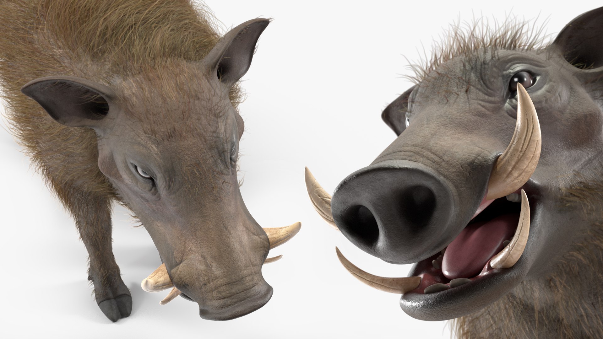 Southern Warthog Base Pose Fur 3D - TurboSquid 2214640