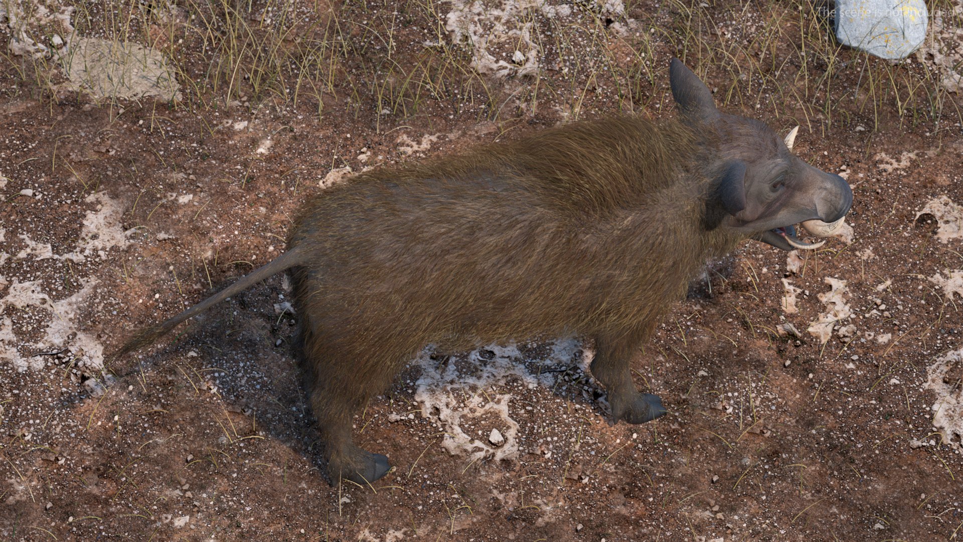 Southern Warthog Base Pose Fur 3D - TurboSquid 2214640