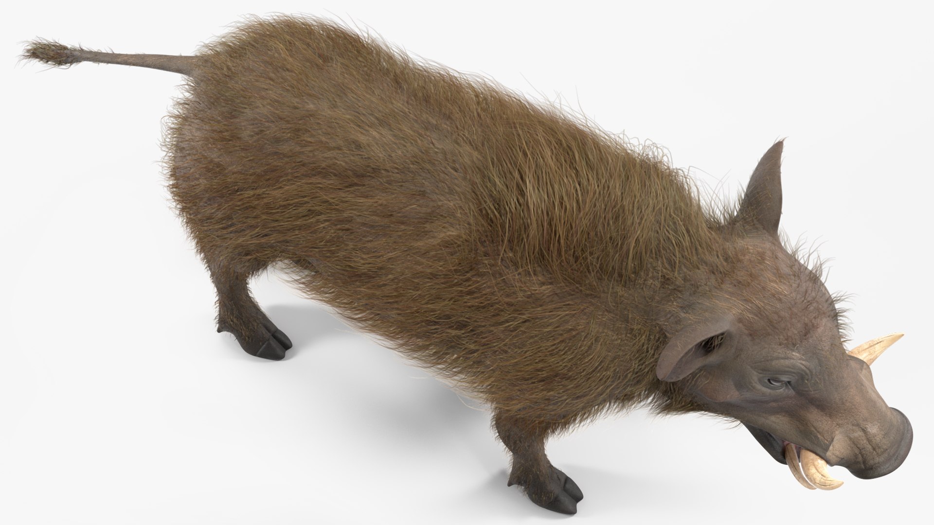 Southern Warthog Base Pose Fur 3D - TurboSquid 2214640