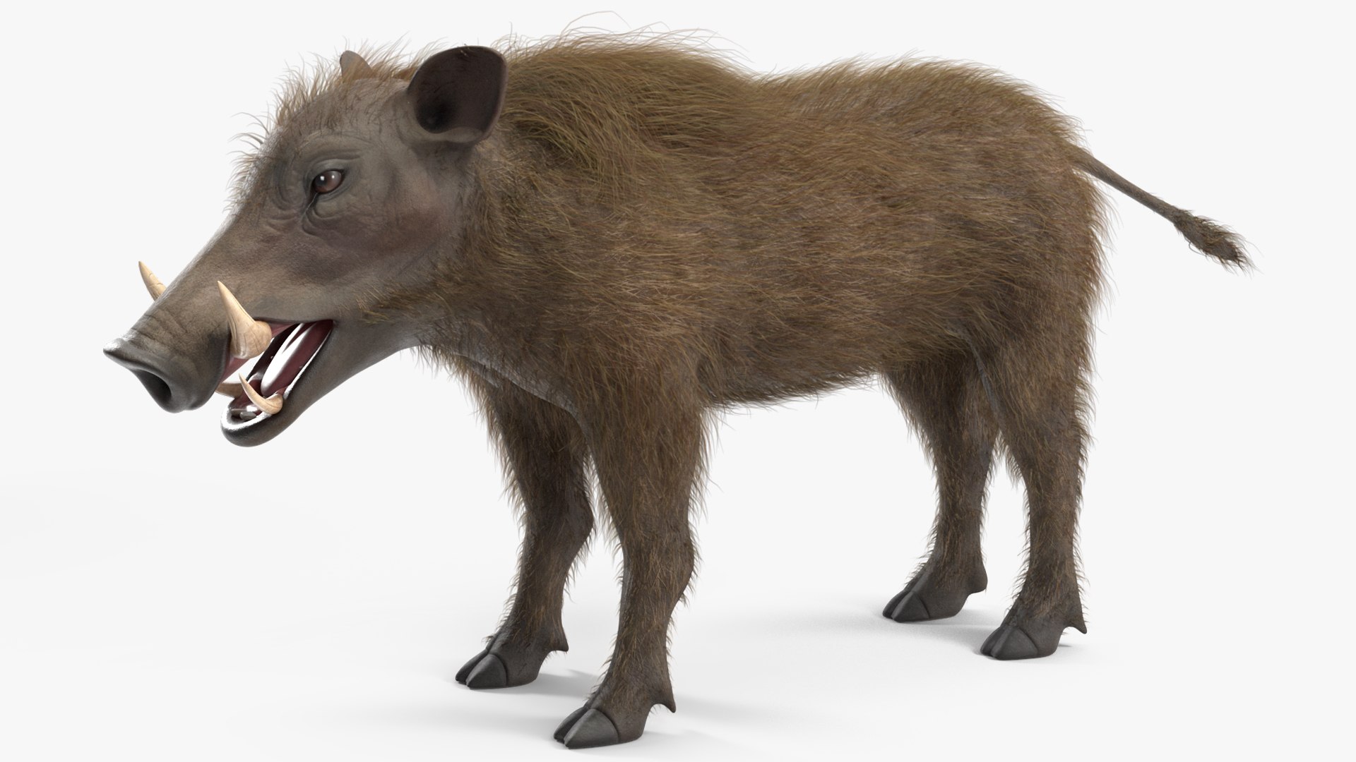 Southern Warthog Base Pose Fur 3D - TurboSquid 2214640