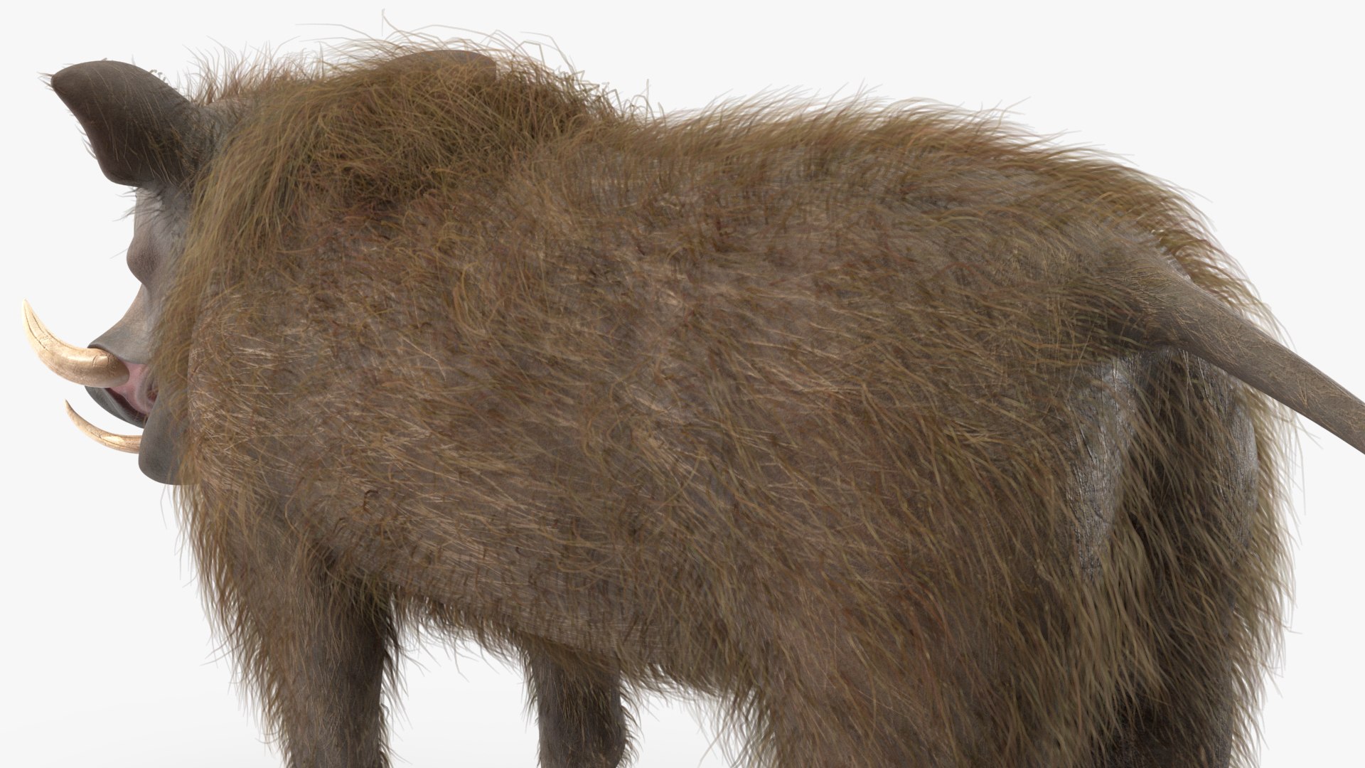 Southern Warthog Base Pose Fur 3D - TurboSquid 2214640