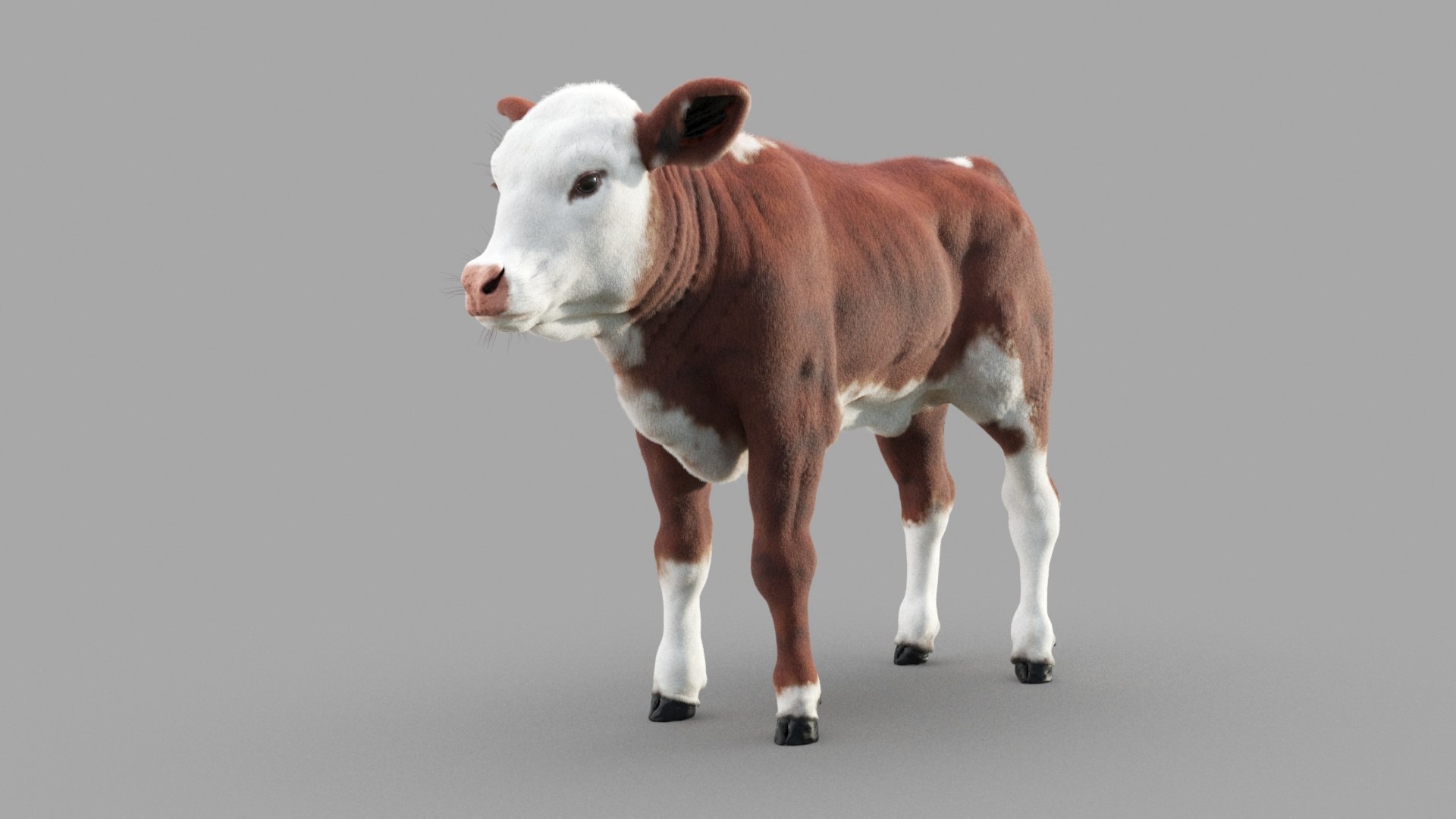 Calf Model - TurboSquid 1805153