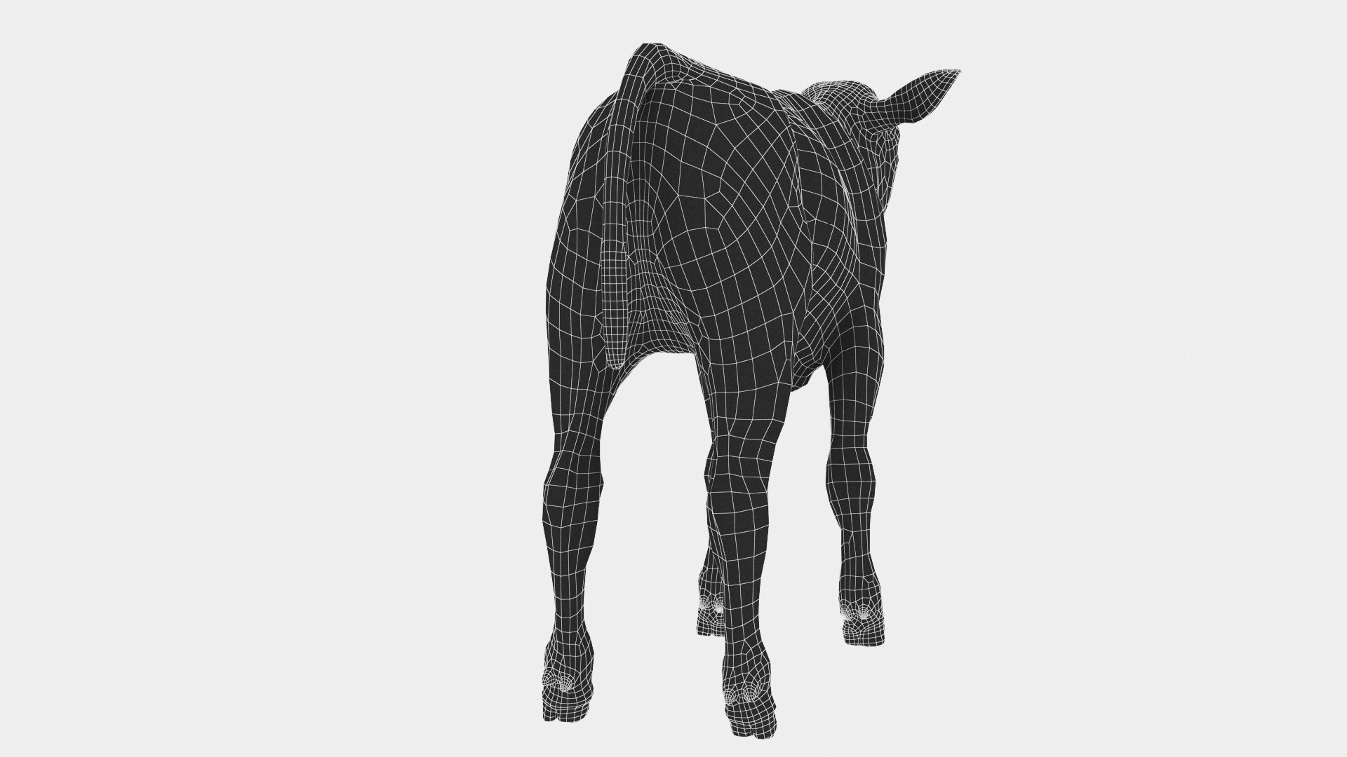 Calf Model - TurboSquid 1805153