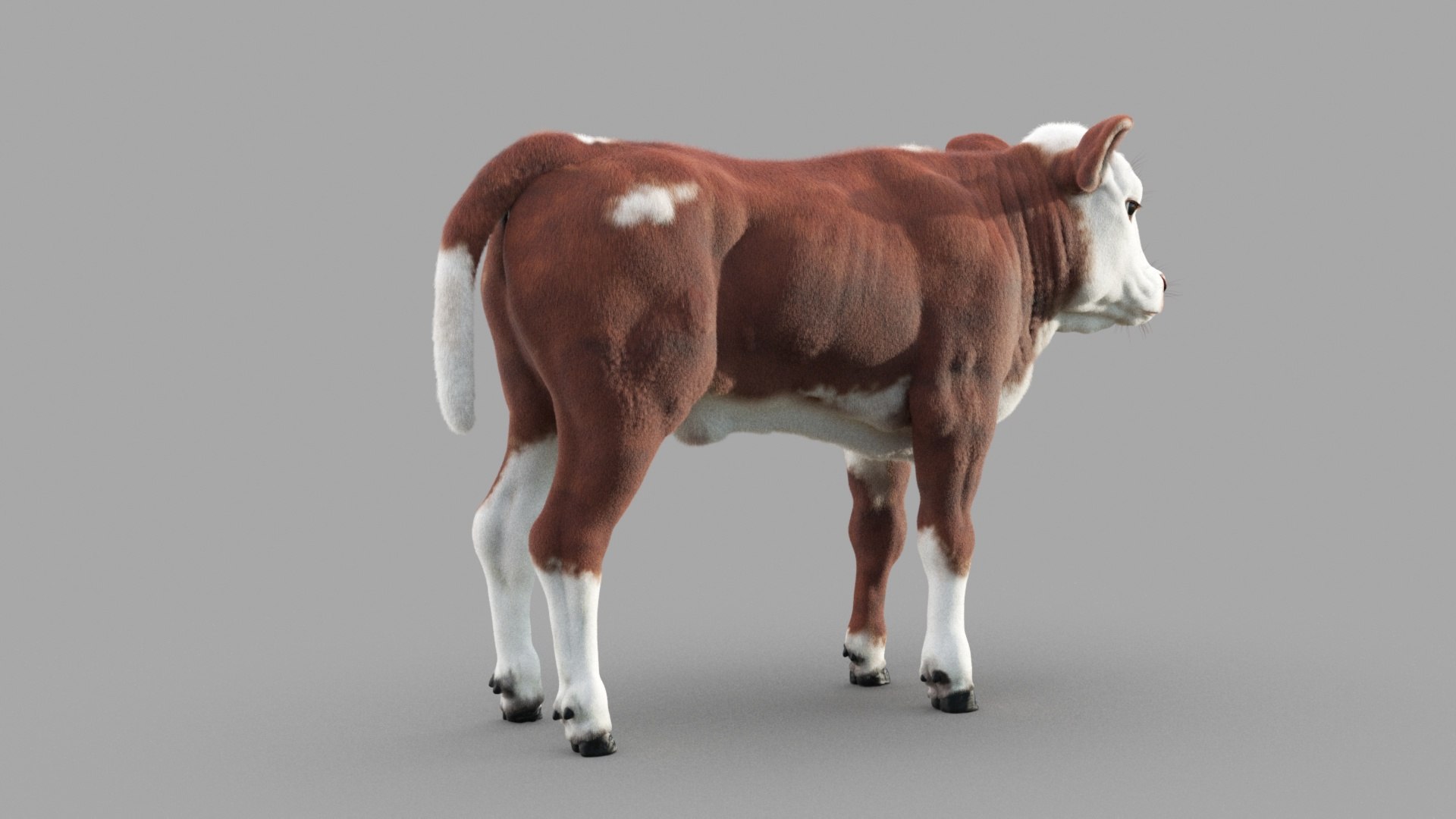 Calf Model - TurboSquid 1805153