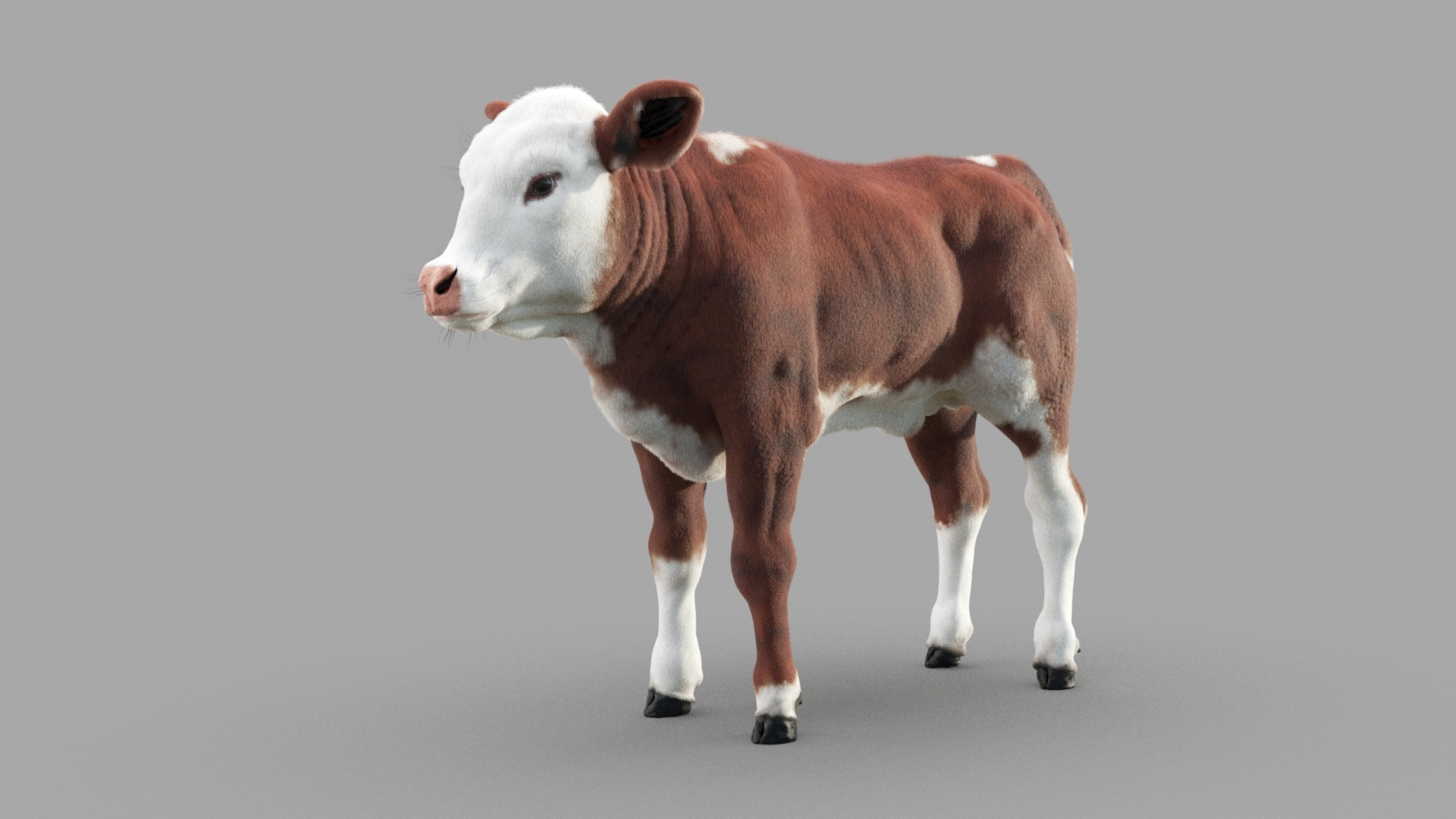Calf Model - TurboSquid 1805153