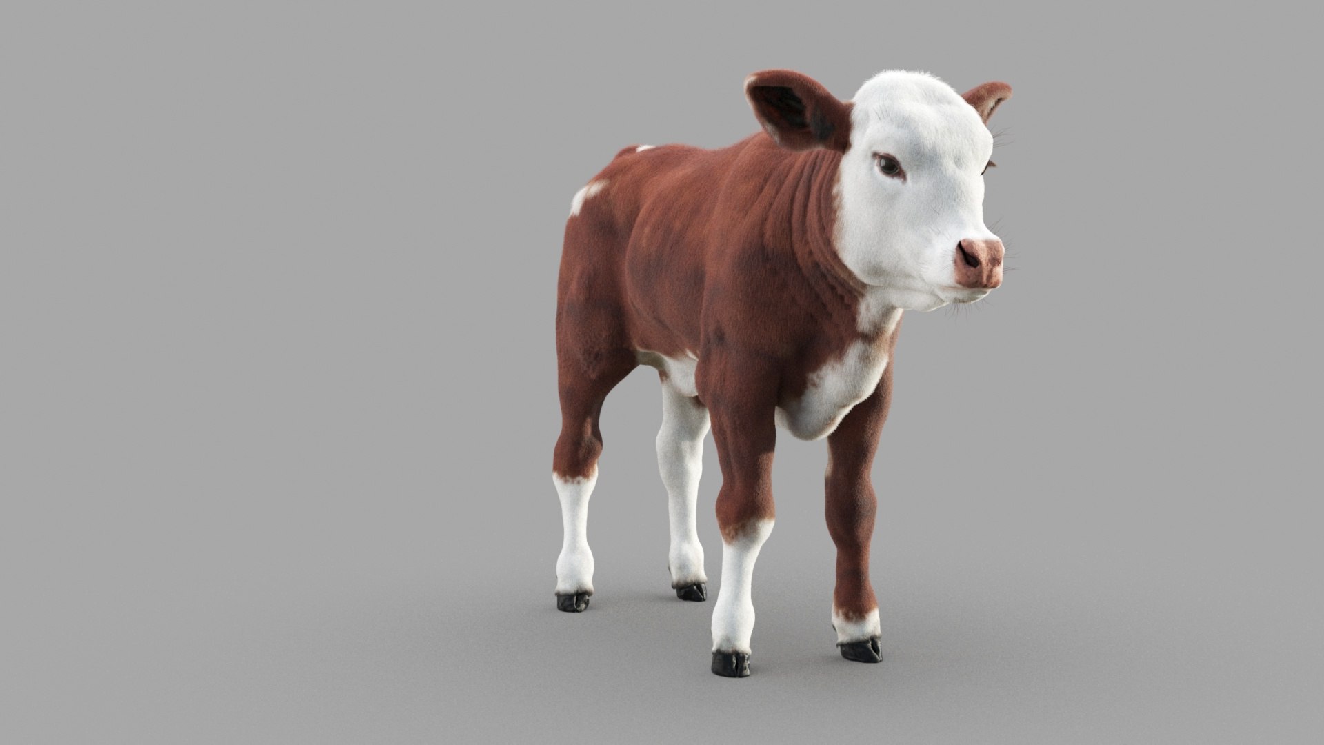 Calf Model - TurboSquid 1805153
