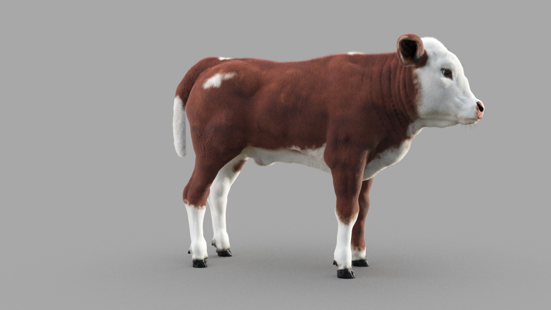 Calf Model - TurboSquid 1805153