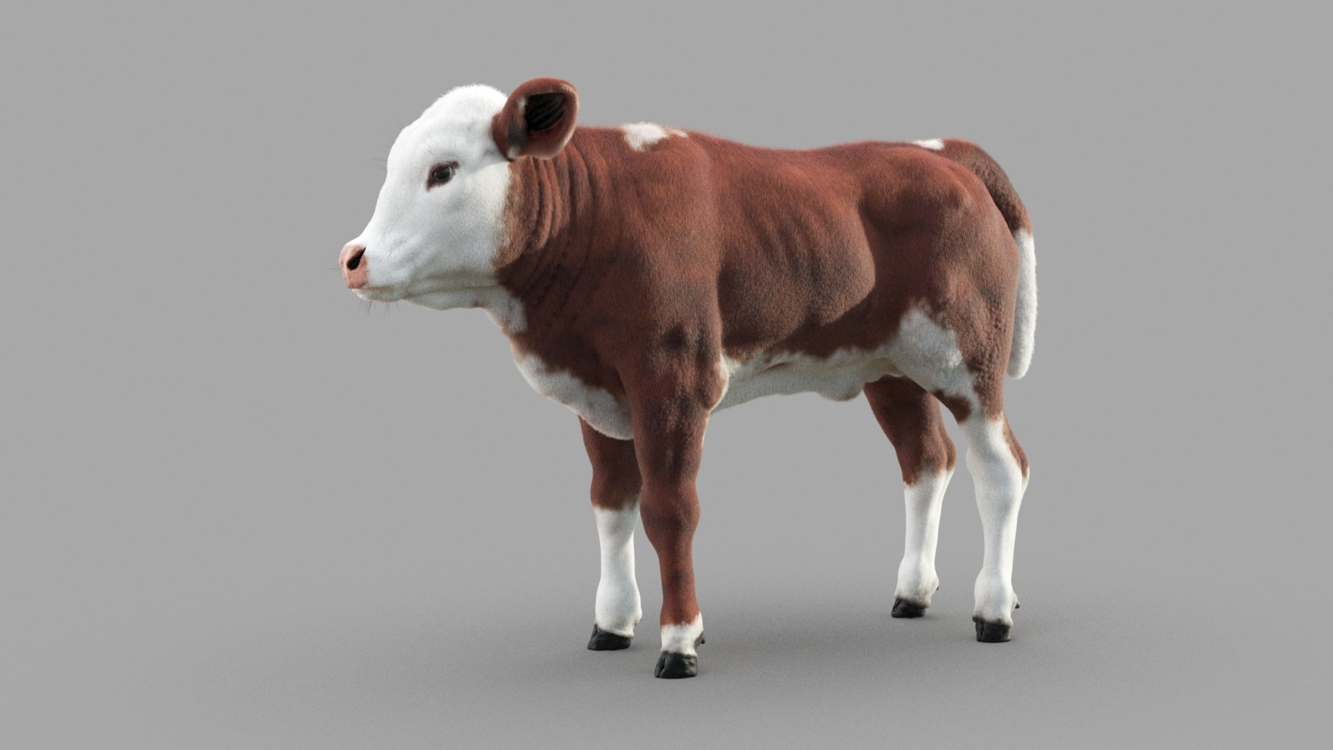 Calf Model - TurboSquid 1805153