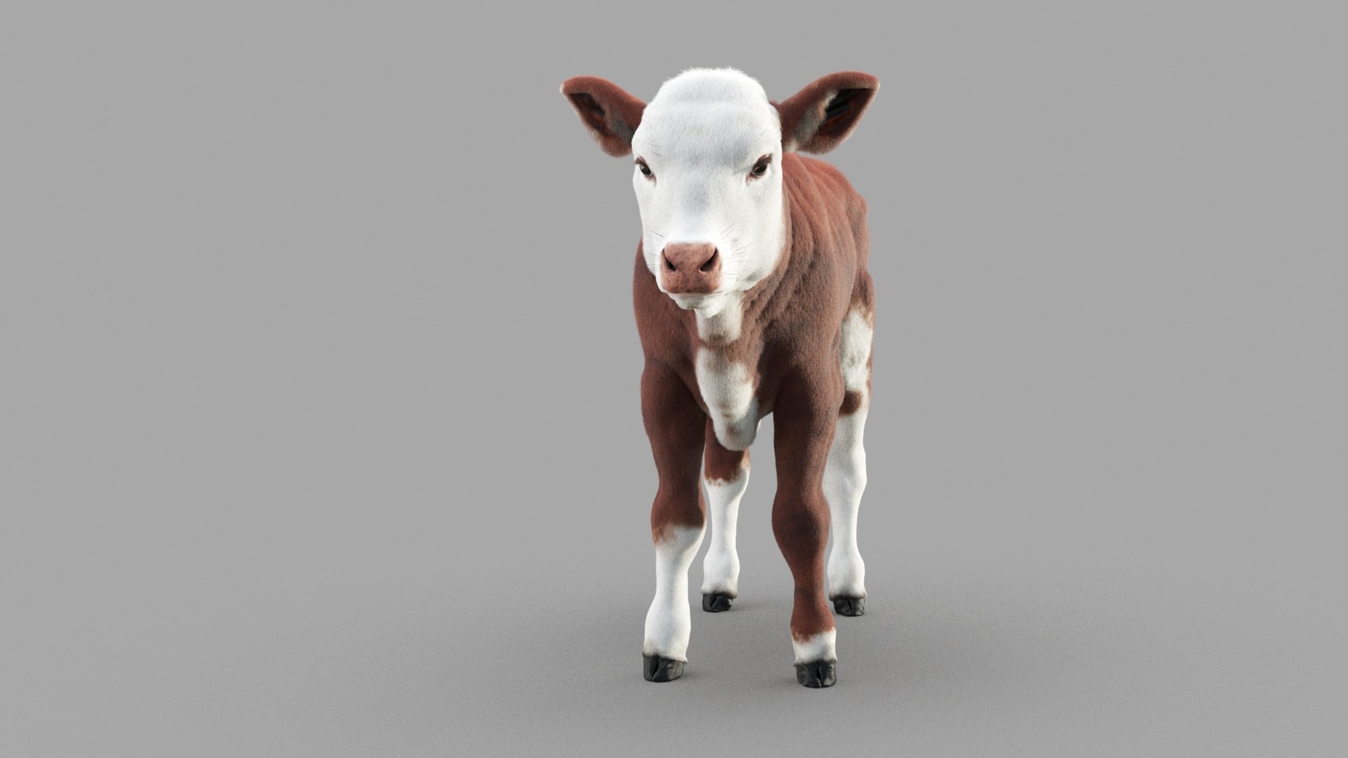 Calf Model - TurboSquid 1805153