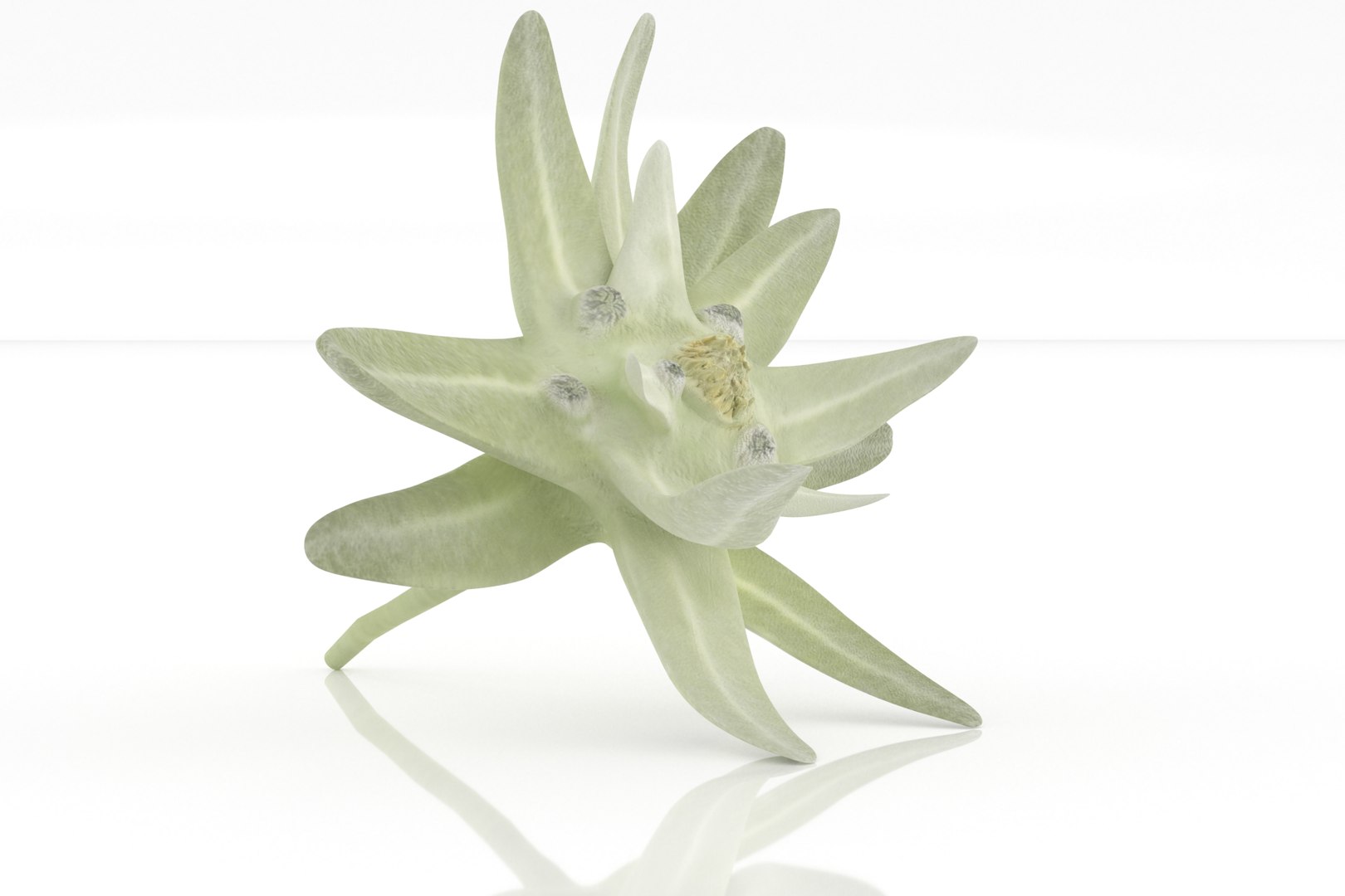 3D Mountain Flower Edelweiss Nature Model - TurboSquid 1650728