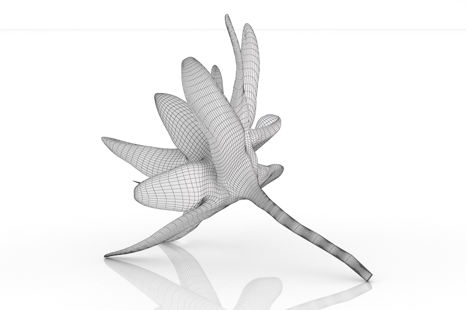 3D Mountain Flower Edelweiss Nature Model - TurboSquid 1650728