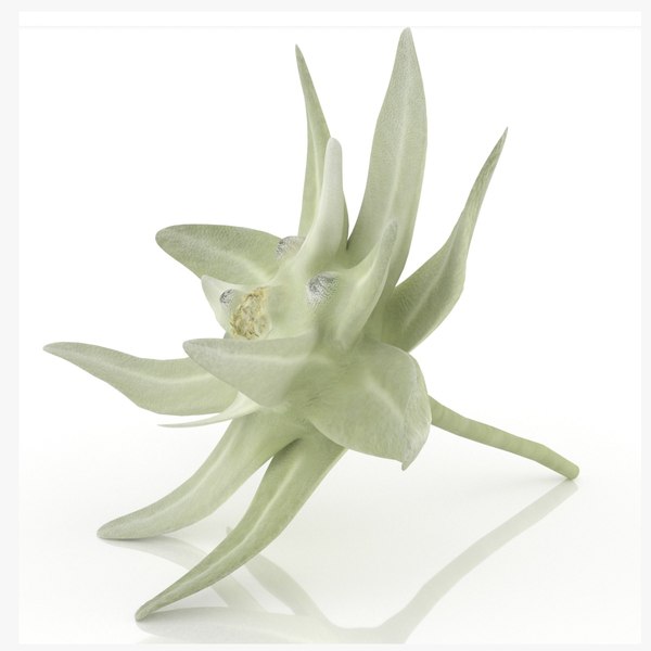 3D mountain flower edelweiss nature model - TurboSquid 1650728