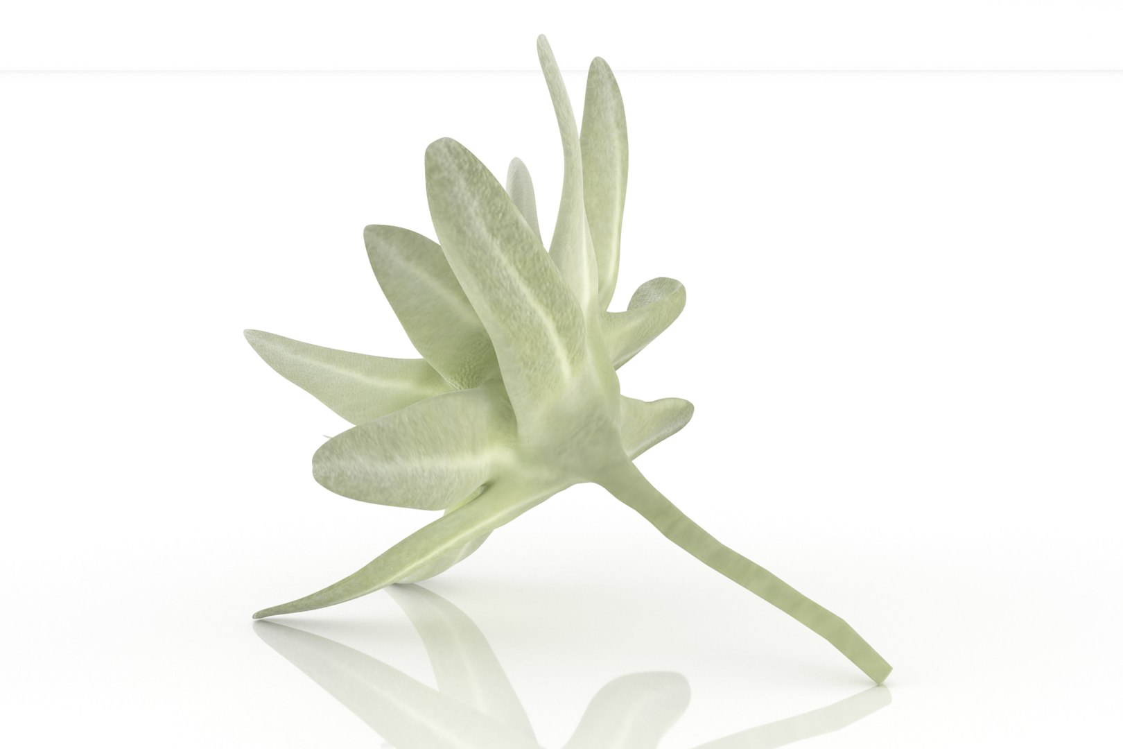 3D Mountain Flower Edelweiss Nature Model - TurboSquid 1650728