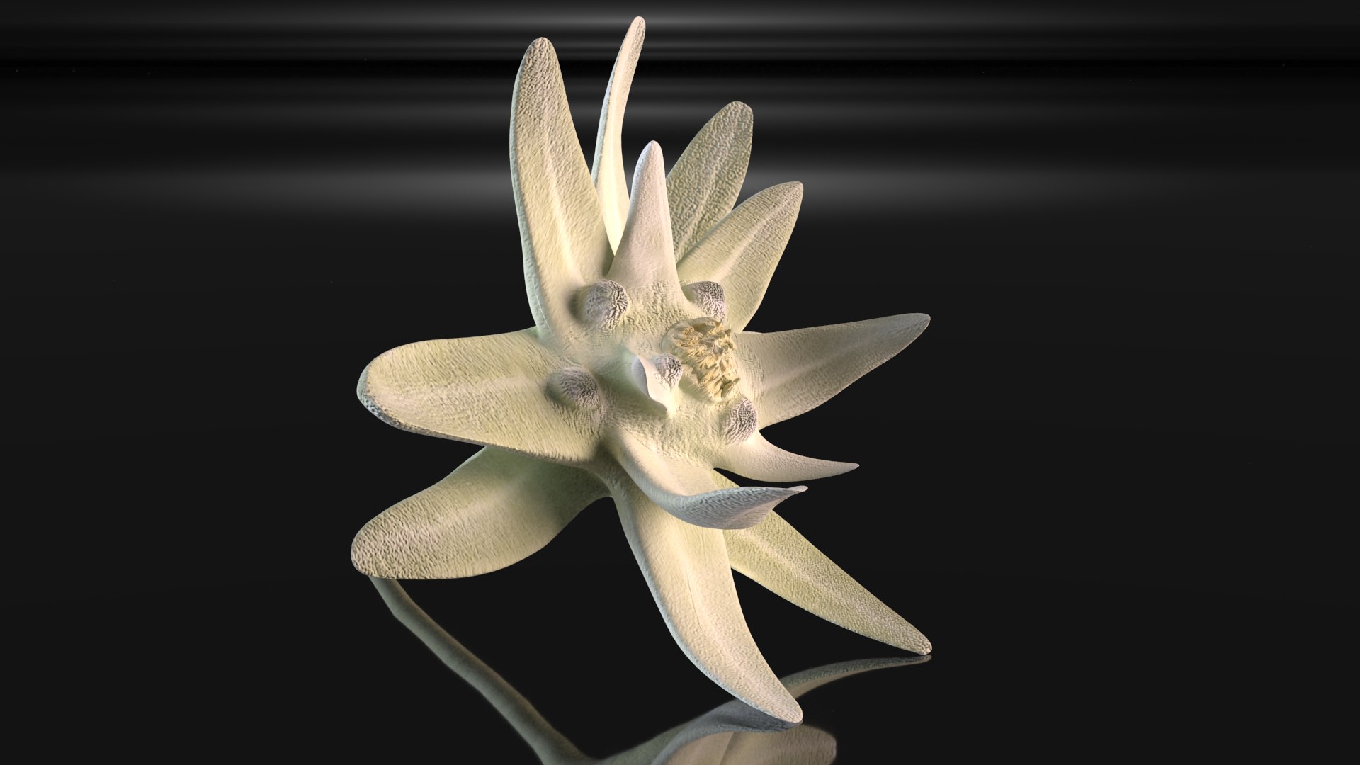 3D Mountain Flower Edelweiss Nature Model - TurboSquid 1650728