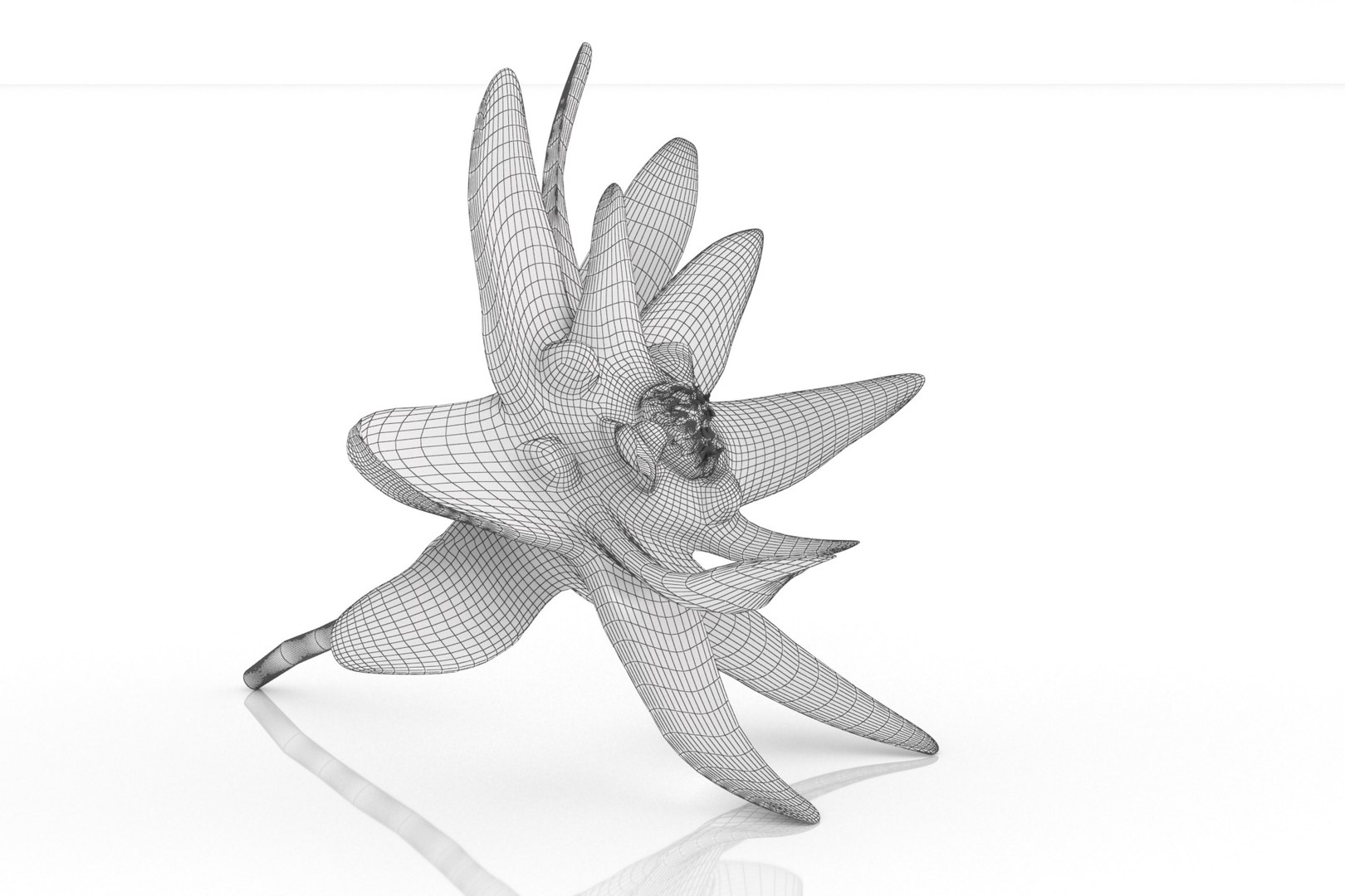 3D Mountain Flower Edelweiss Nature Model - TurboSquid 1650728
