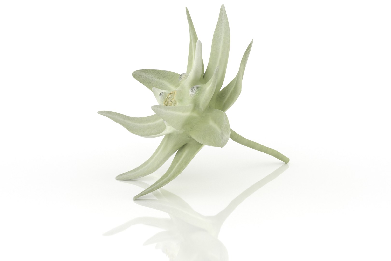 3D Mountain Flower Edelweiss Nature Model - TurboSquid 1650728