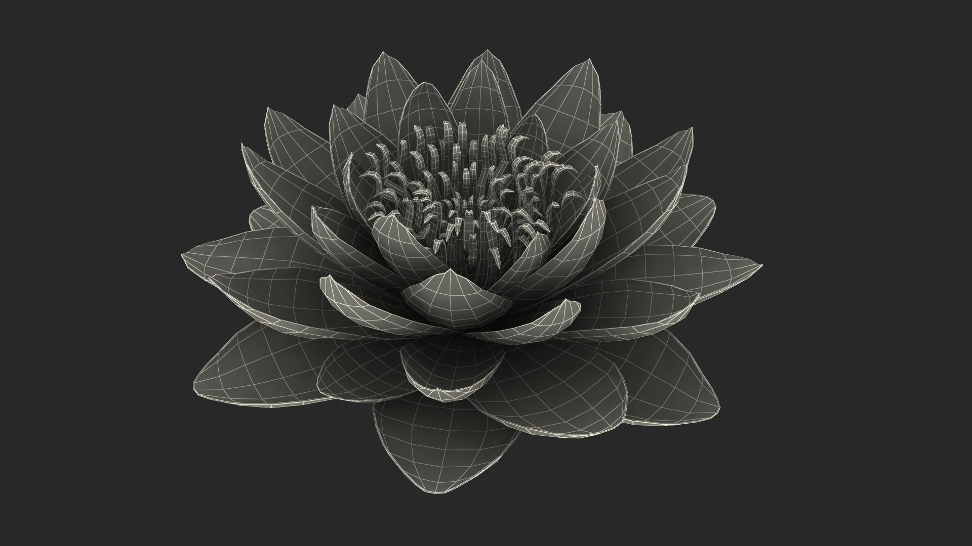 Blooming european white water lily 3D model - TurboSquid 1550641