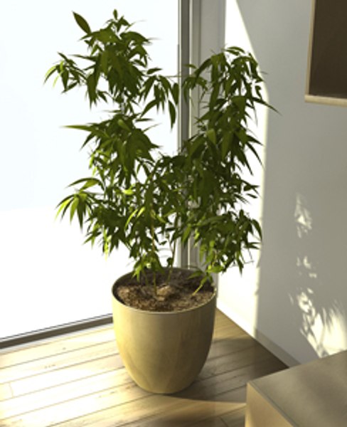 bamboo c4d