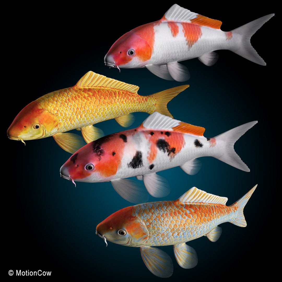 Koi Fish Max