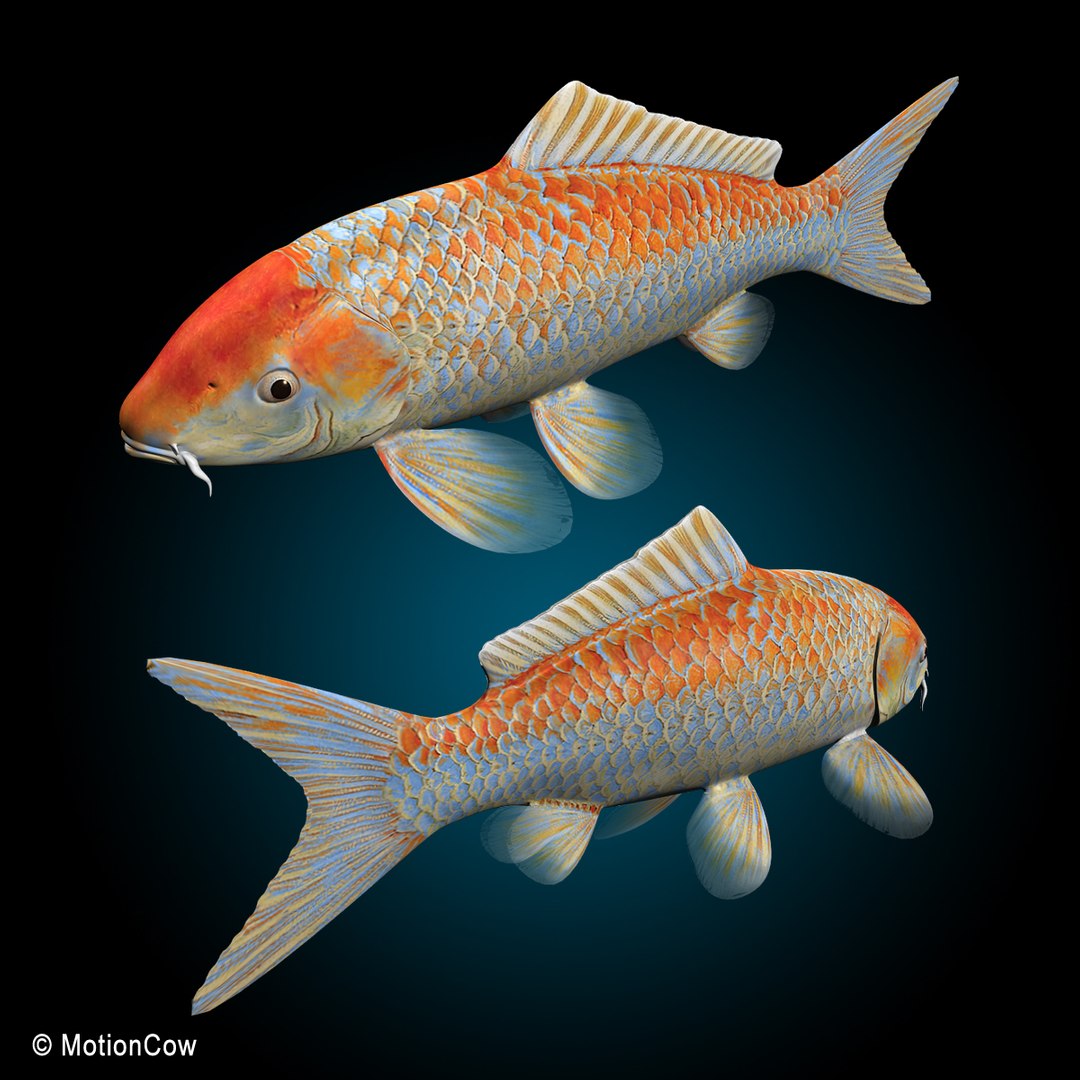 Koi Fish Max