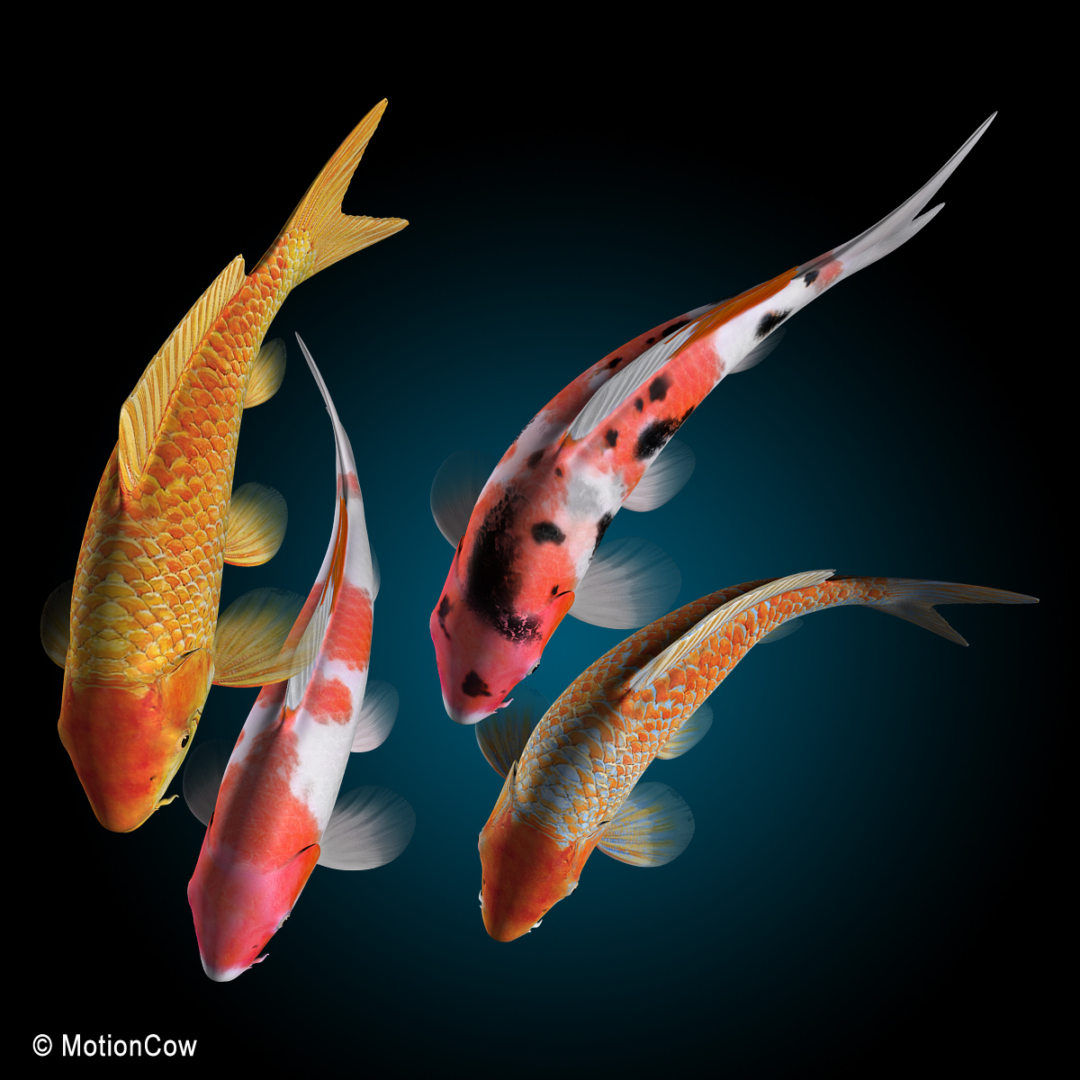 koi fish max