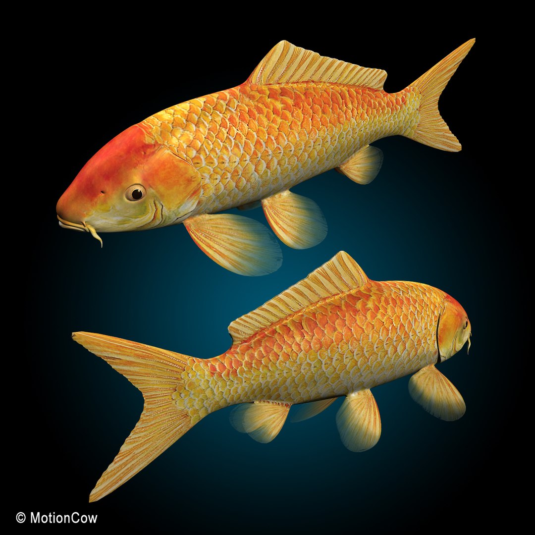 Koi Fish Max