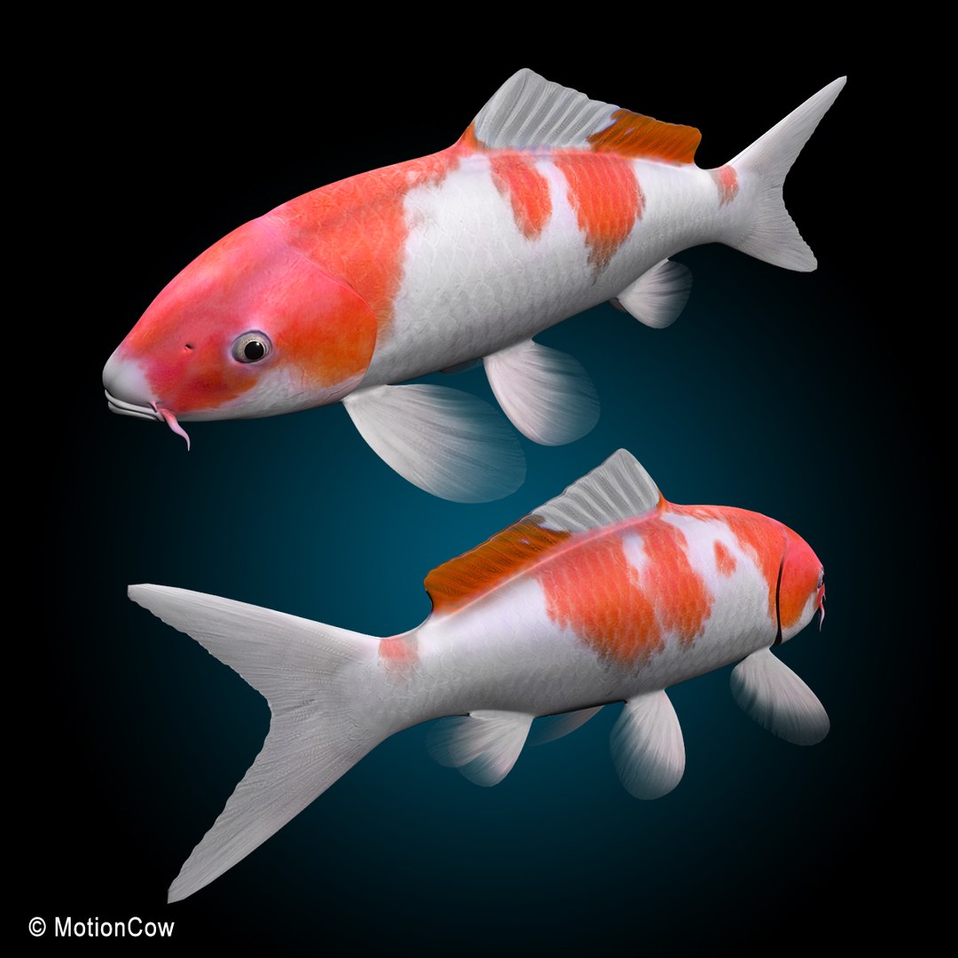 Koi Fish Max