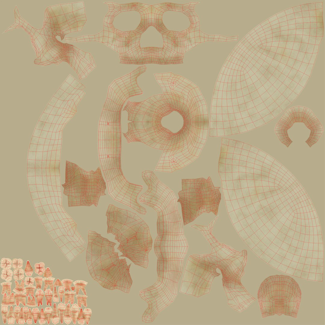 3d Model Human Skull