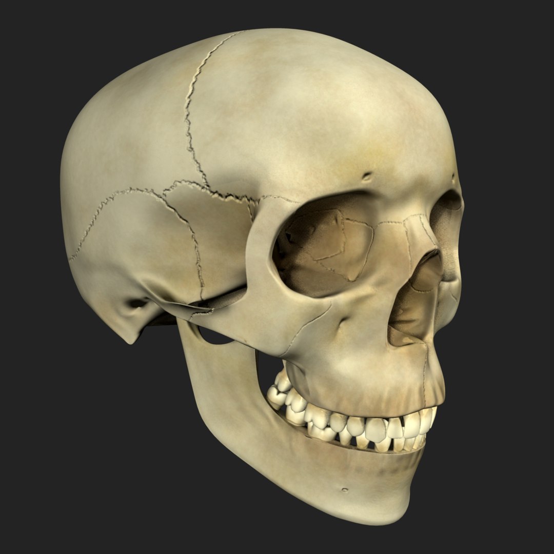 3d Model Human Skull