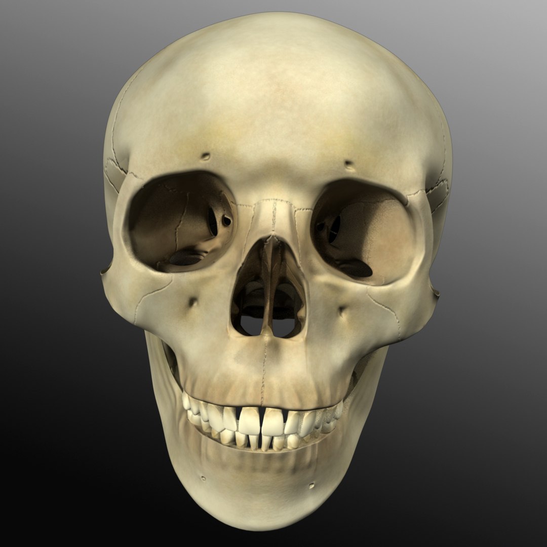 3d Model Human Skull
