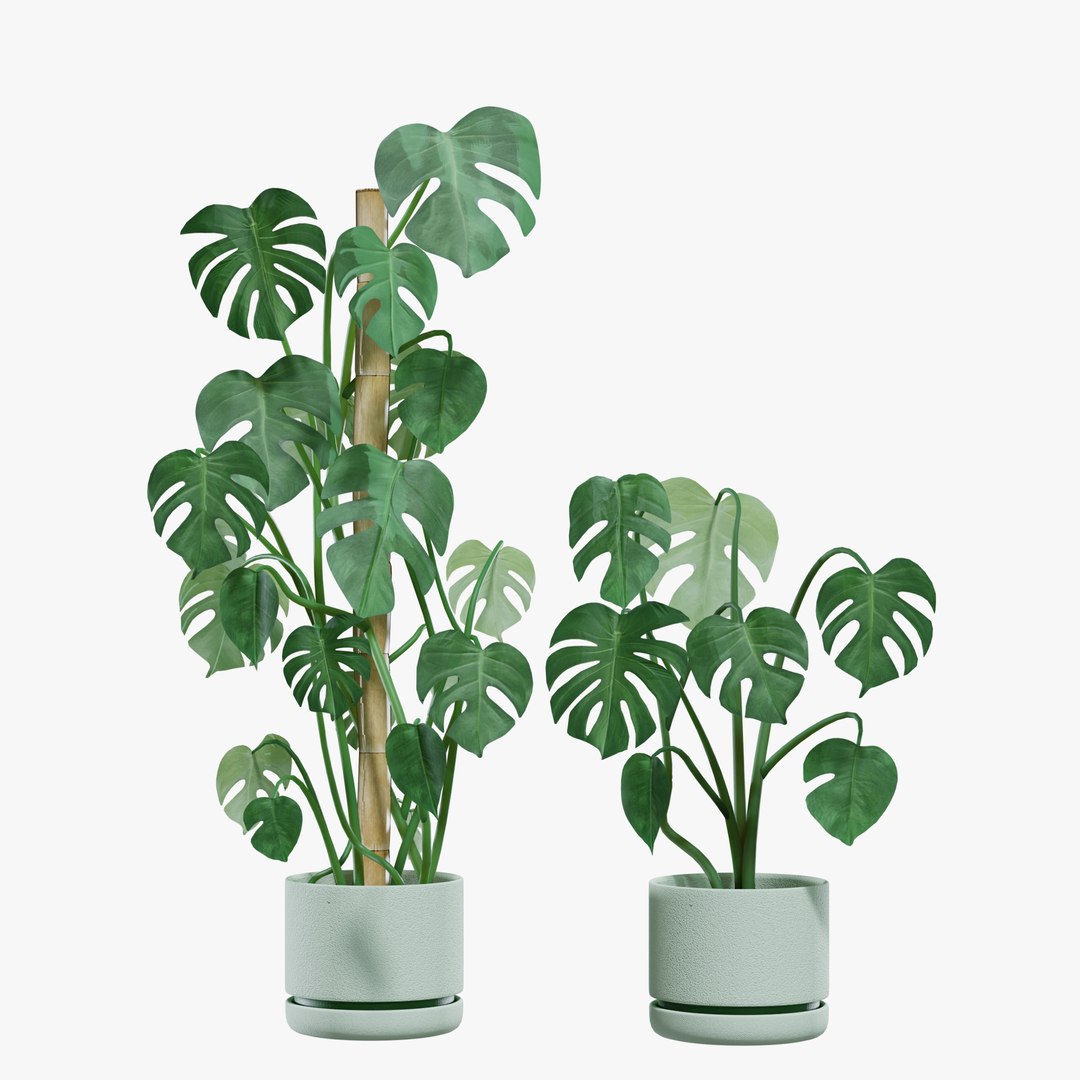 3D Monstera Deliciosa X3 - TurboSquid 1857550