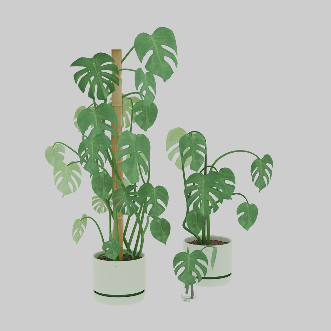 3D Monstera Deliciosa X3 - TurboSquid 1857550