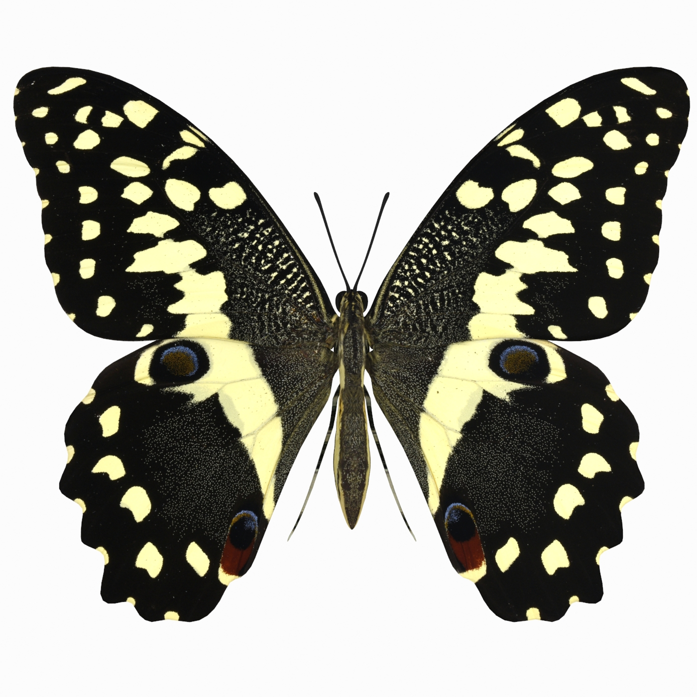 3d citrus swallowtail butterfly