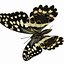 3d Citrus Swallowtail Butterfly