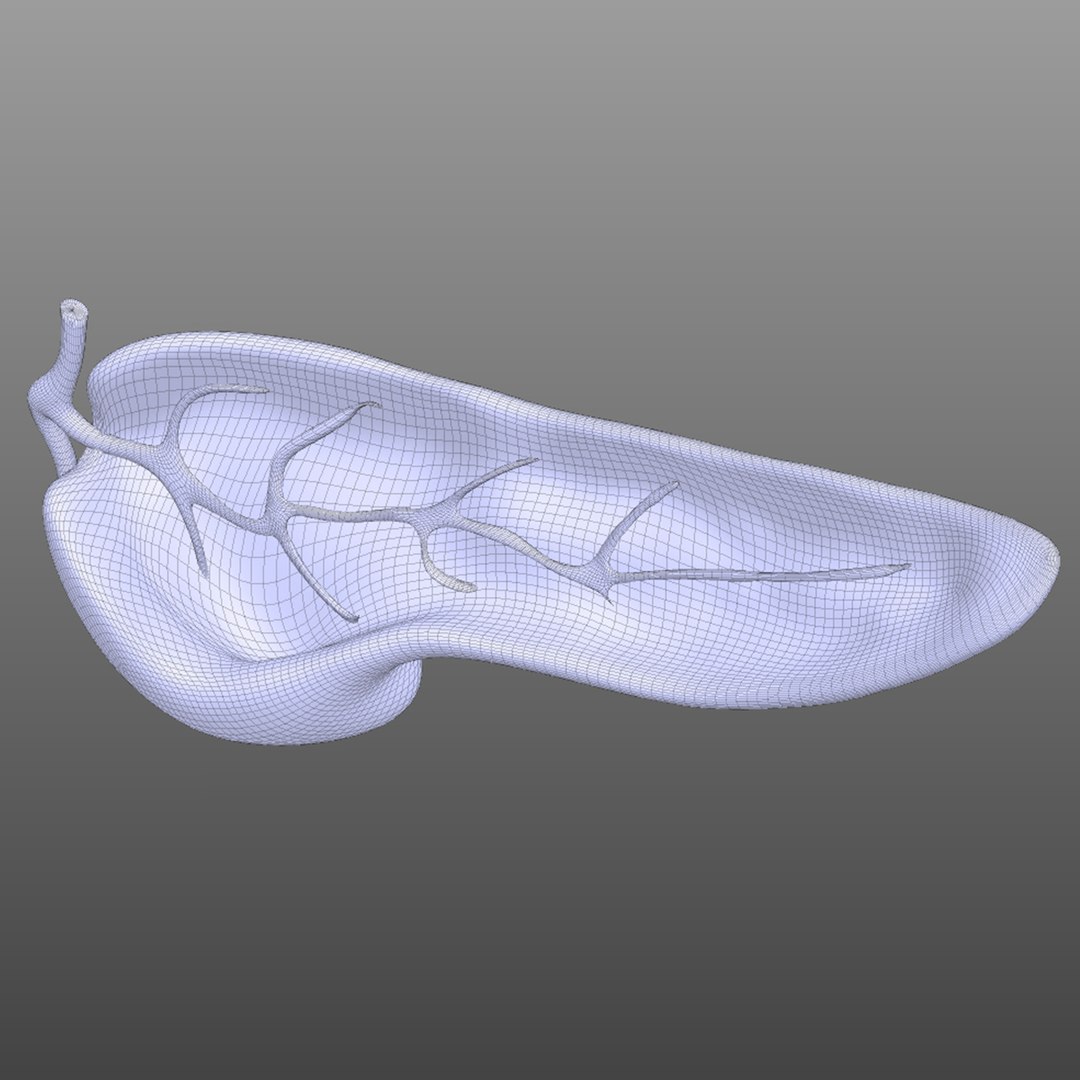 3D Human Pancreas - TurboSquid 1521127