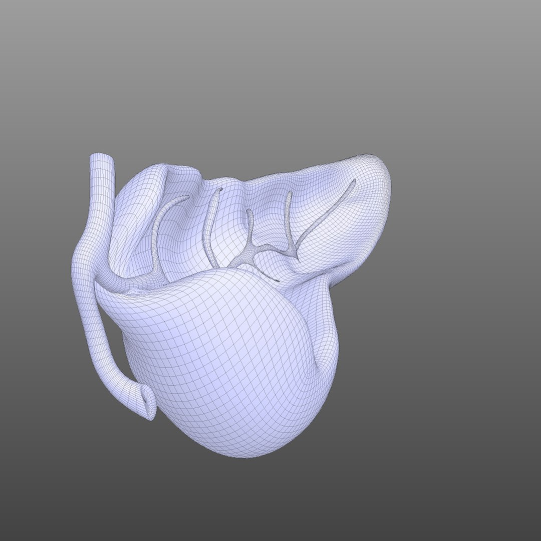 3D Human Pancreas - TurboSquid 1521127