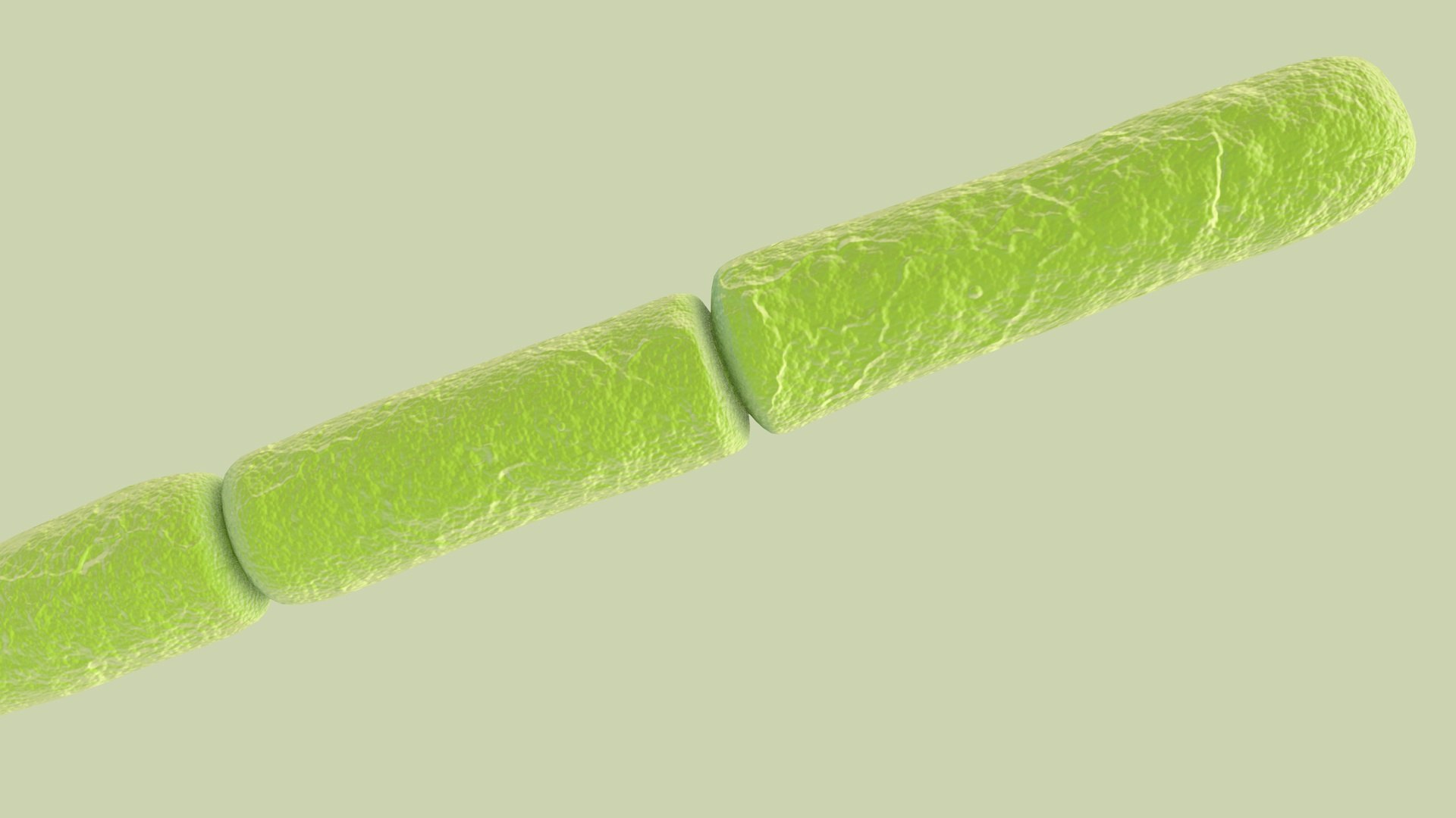3D Model Streptobacillus - TurboSquid 2074841