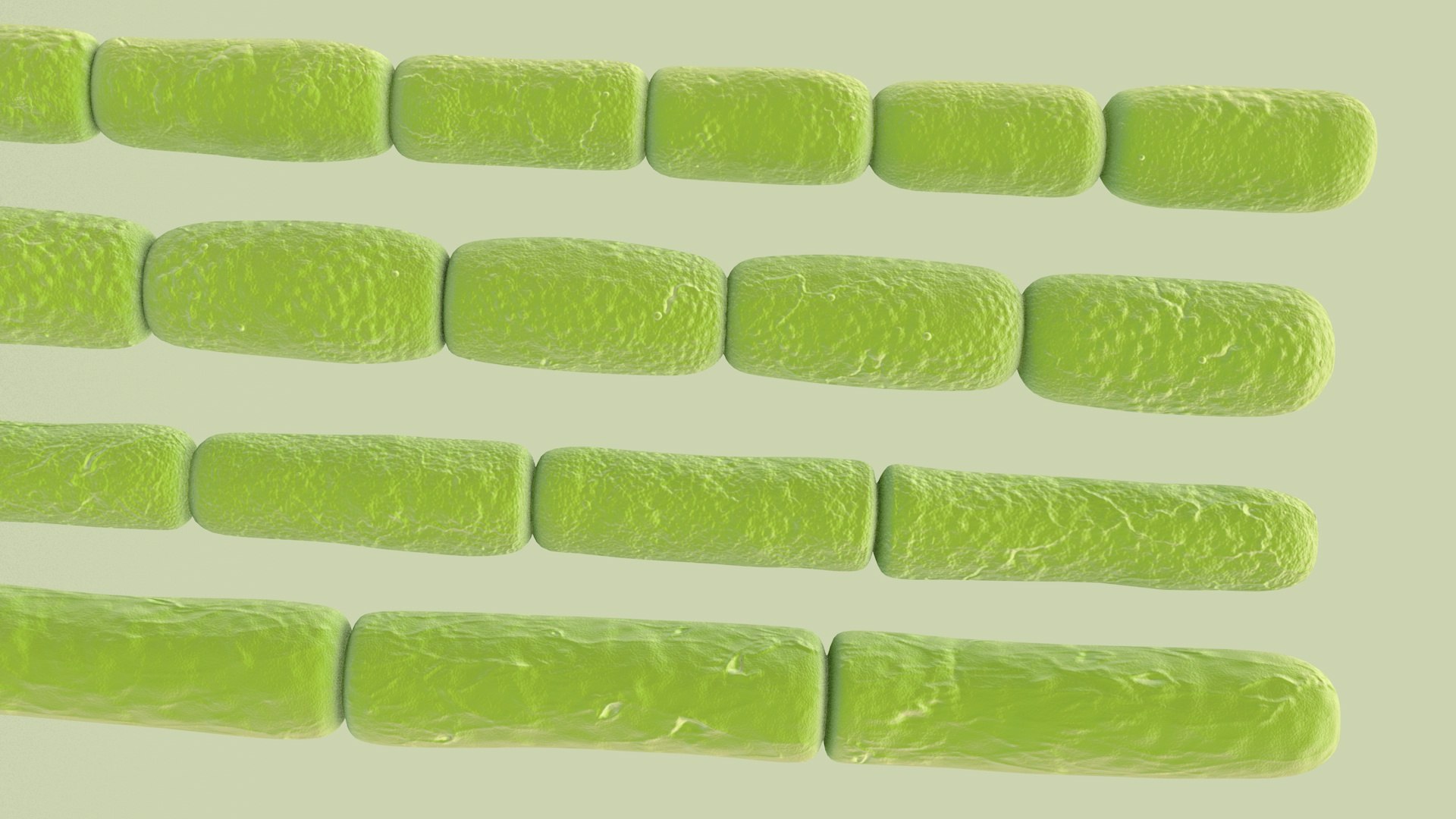 3D Model Streptobacillus - TurboSquid 2074841