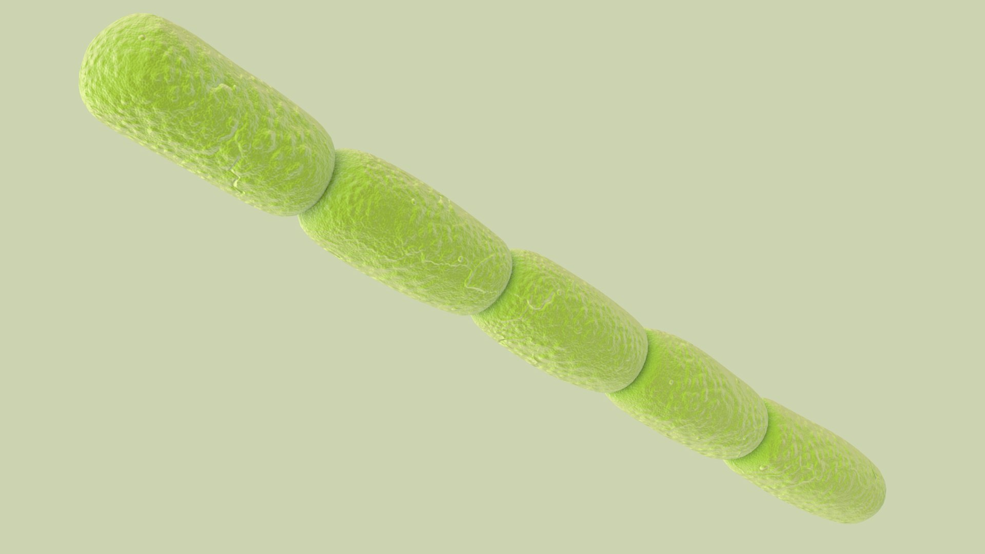 3D Model Streptobacillus - TurboSquid 2074841