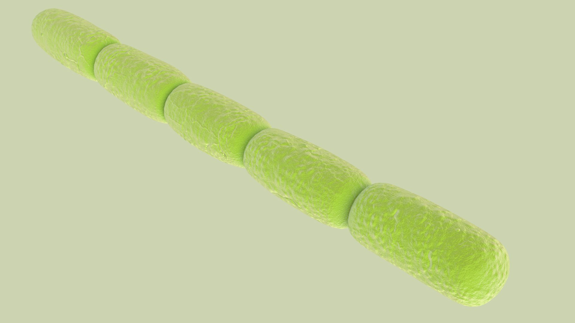 3D Model Streptobacillus - TurboSquid 2074841