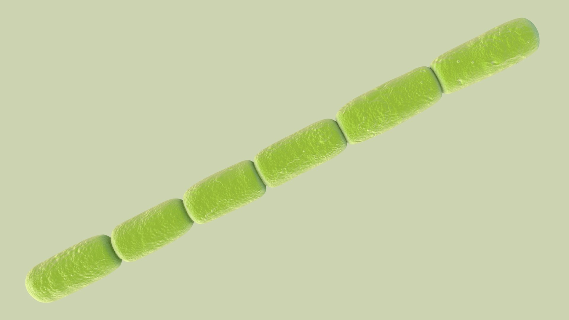 3D Model Streptobacillus - TurboSquid 2074841