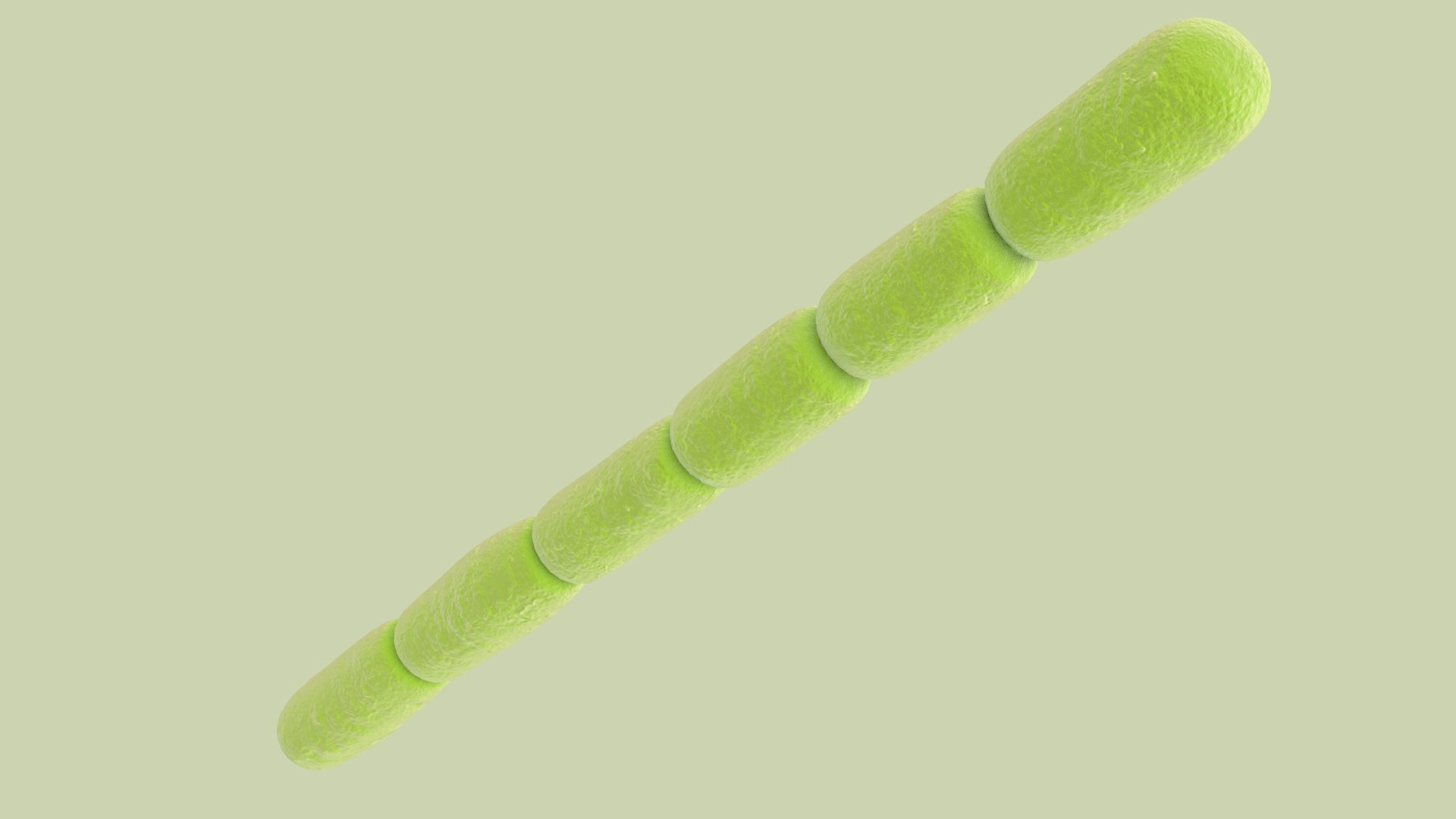 3D Model Streptobacillus - TurboSquid 2074841