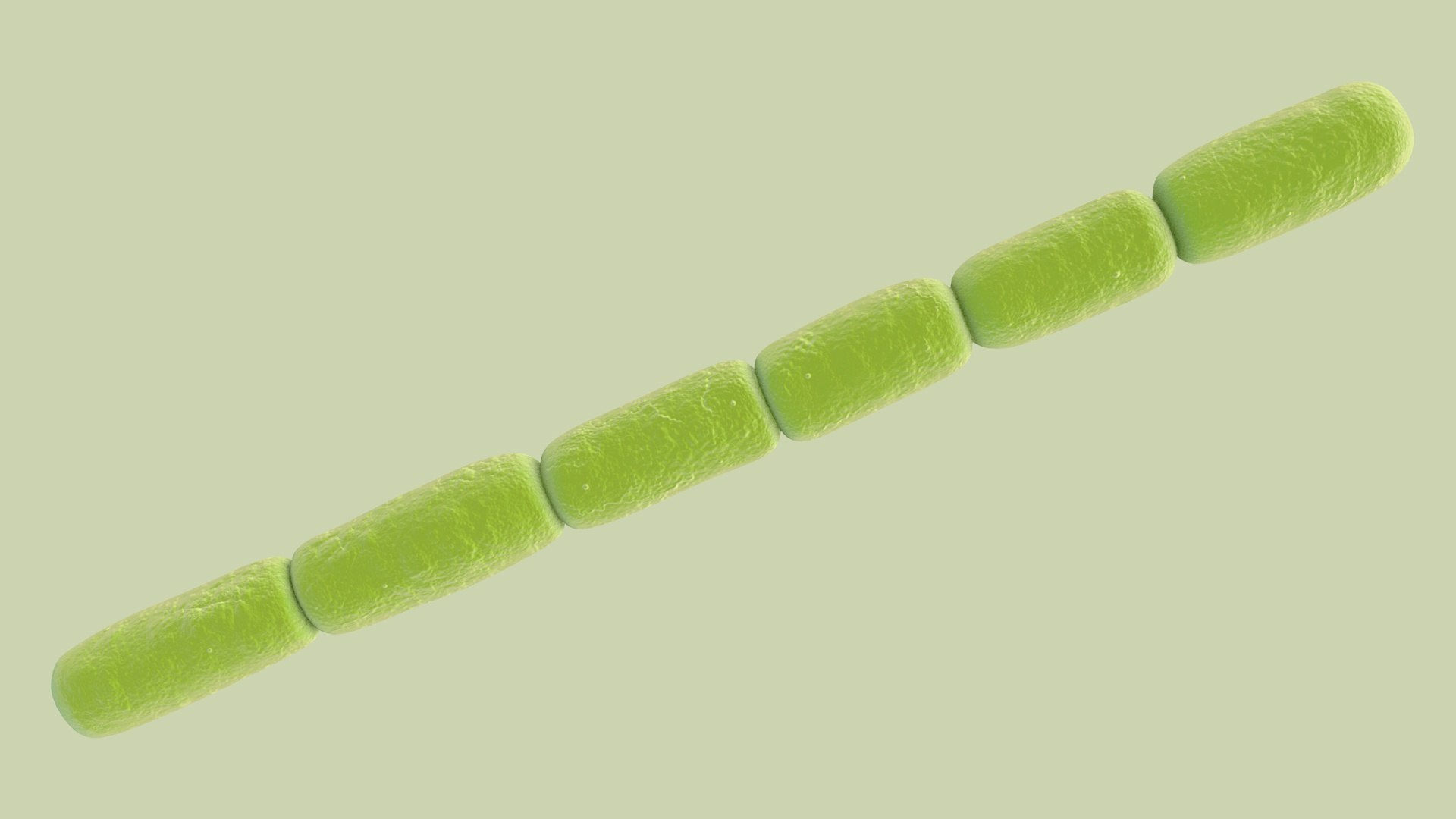 3D Model Streptobacillus - TurboSquid 2074841