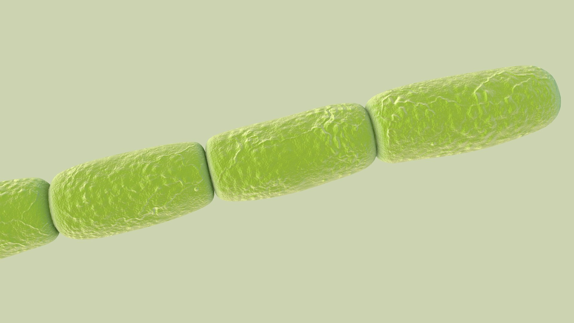 3D Model Streptobacillus - TurboSquid 2074841
