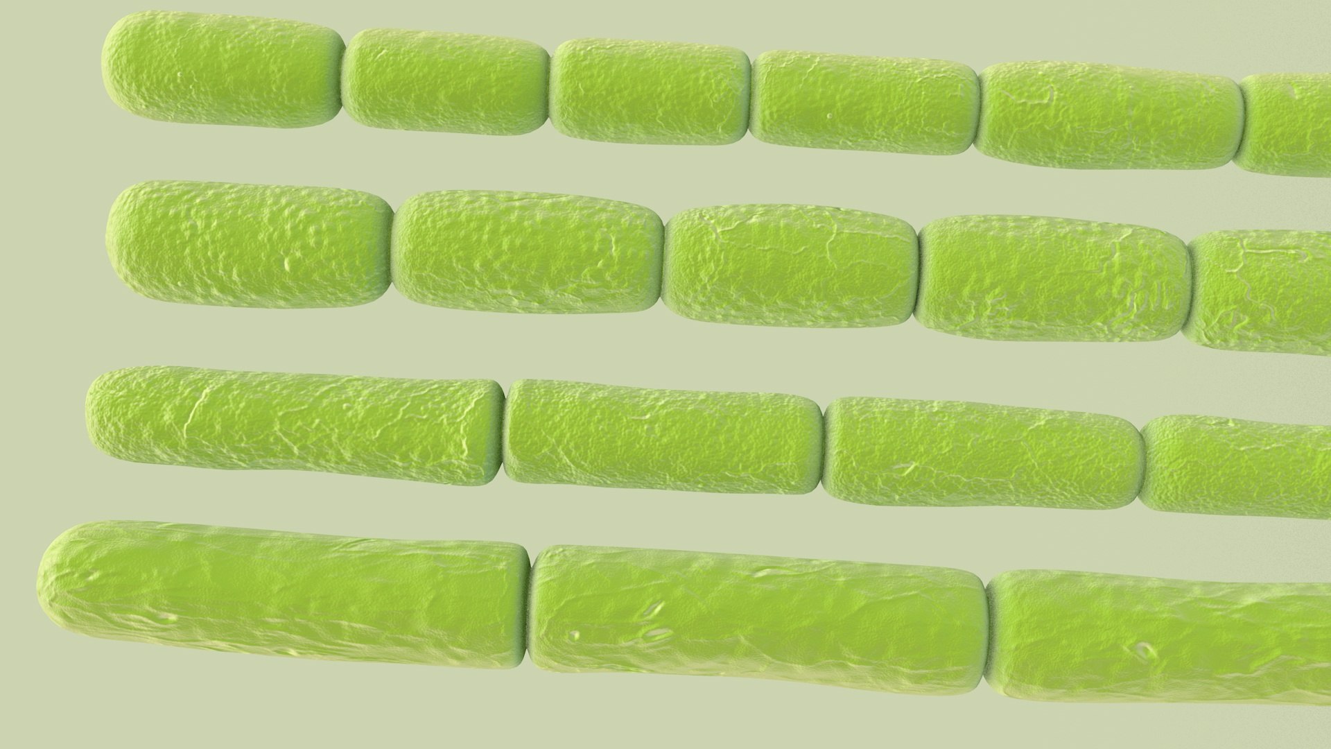 3D Model Streptobacillus - TurboSquid 2074841