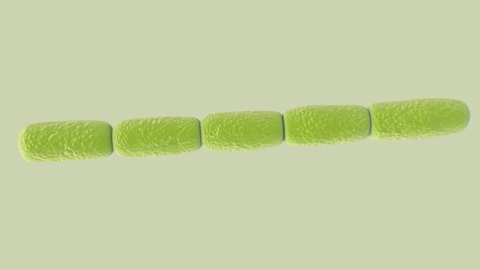 3D Model Streptobacillus - TurboSquid 2074841