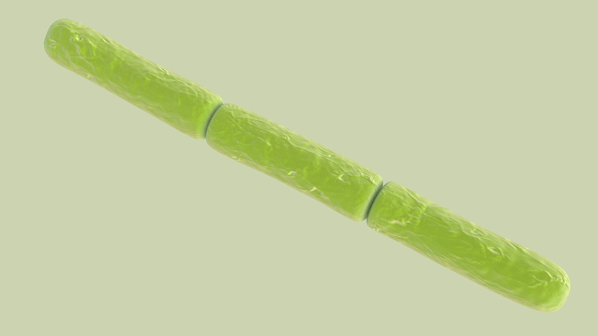 3D Model Streptobacillus - TurboSquid 2074841