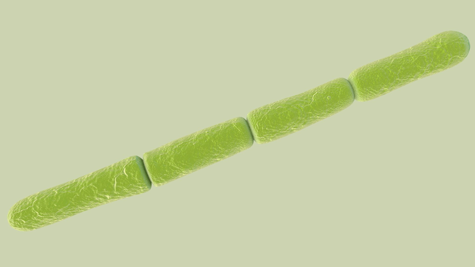 3D Model Streptobacillus - TurboSquid 2074841