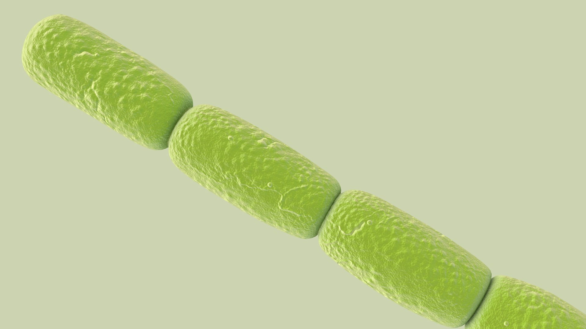 3D Model Streptobacillus - TurboSquid 2074841