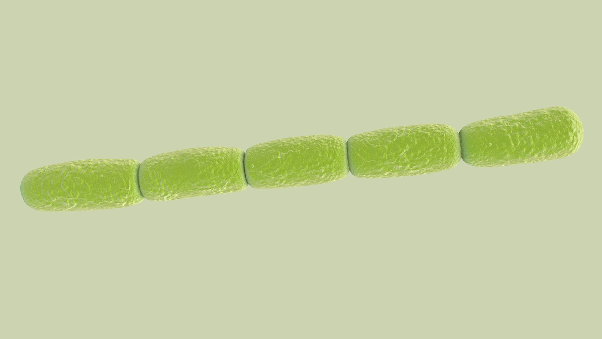 3D Model Streptobacillus - TurboSquid 2074841